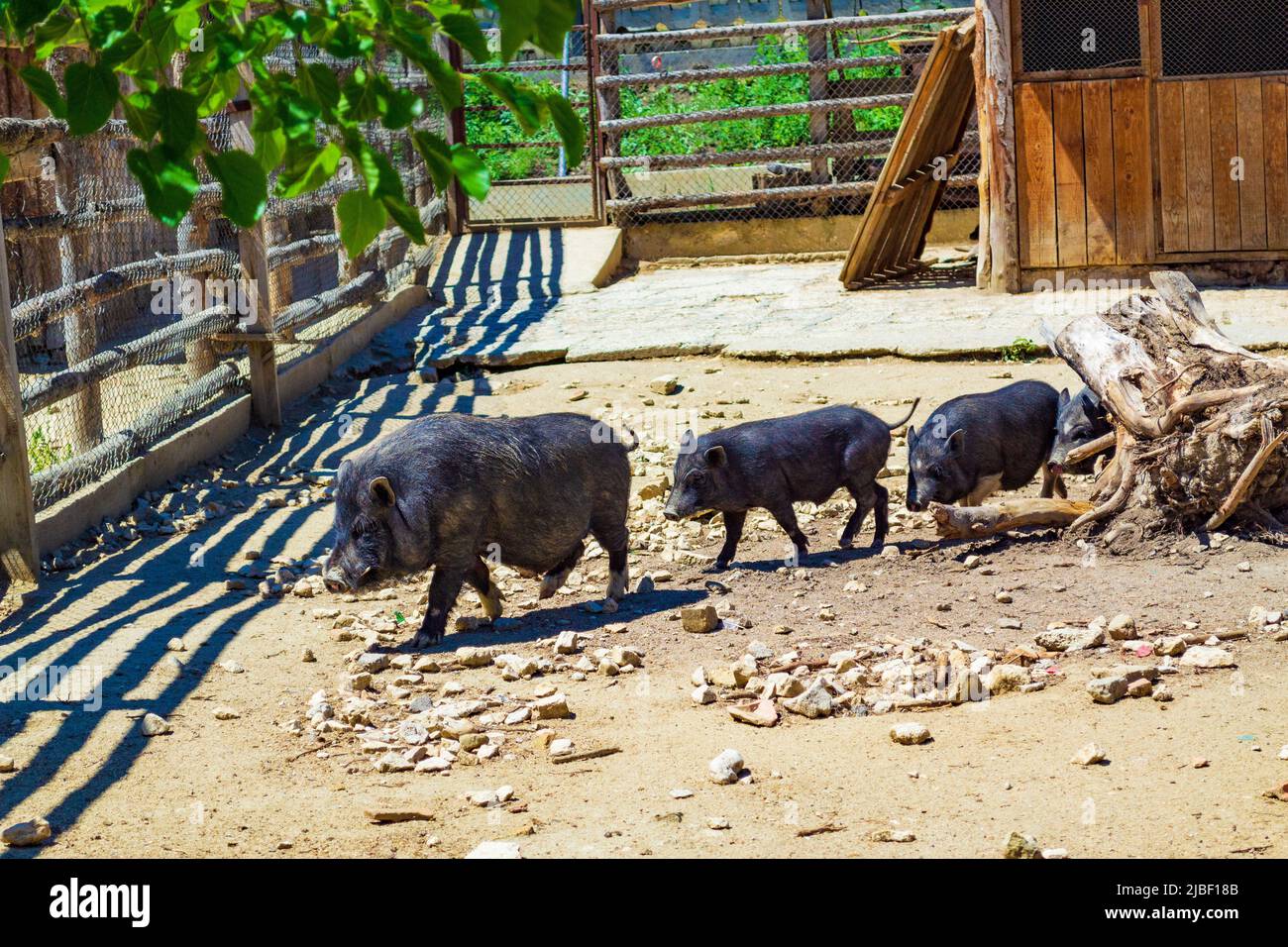 family of wild boar walking in a row in their place at Varna Zoo ...
