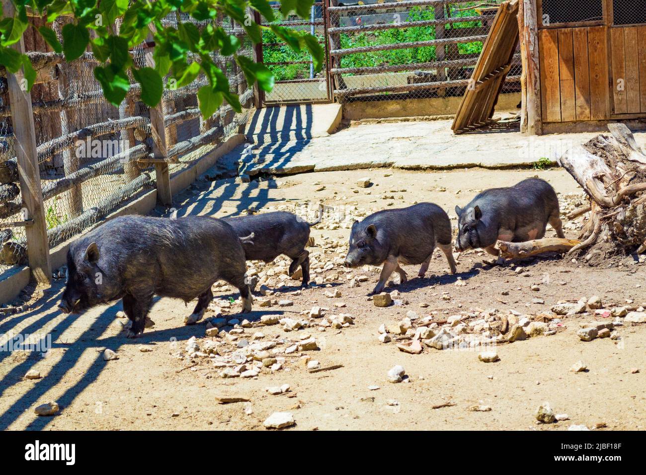 family of wild boar walking in a row in their place at Varna Zoo ...
