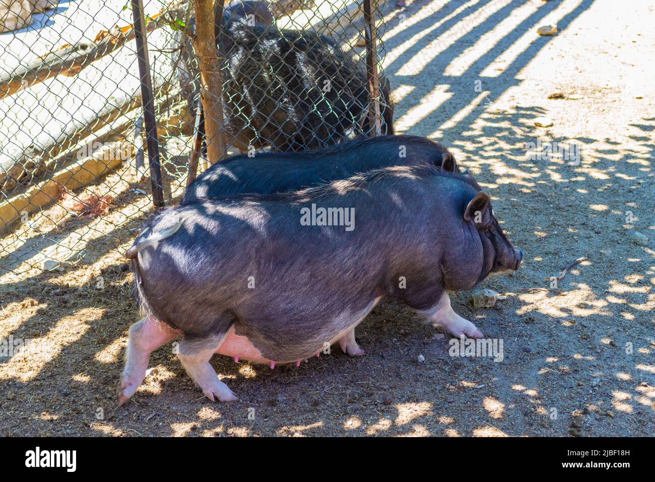 family of wild boar walking in a row in their place at Varna Zoo ...