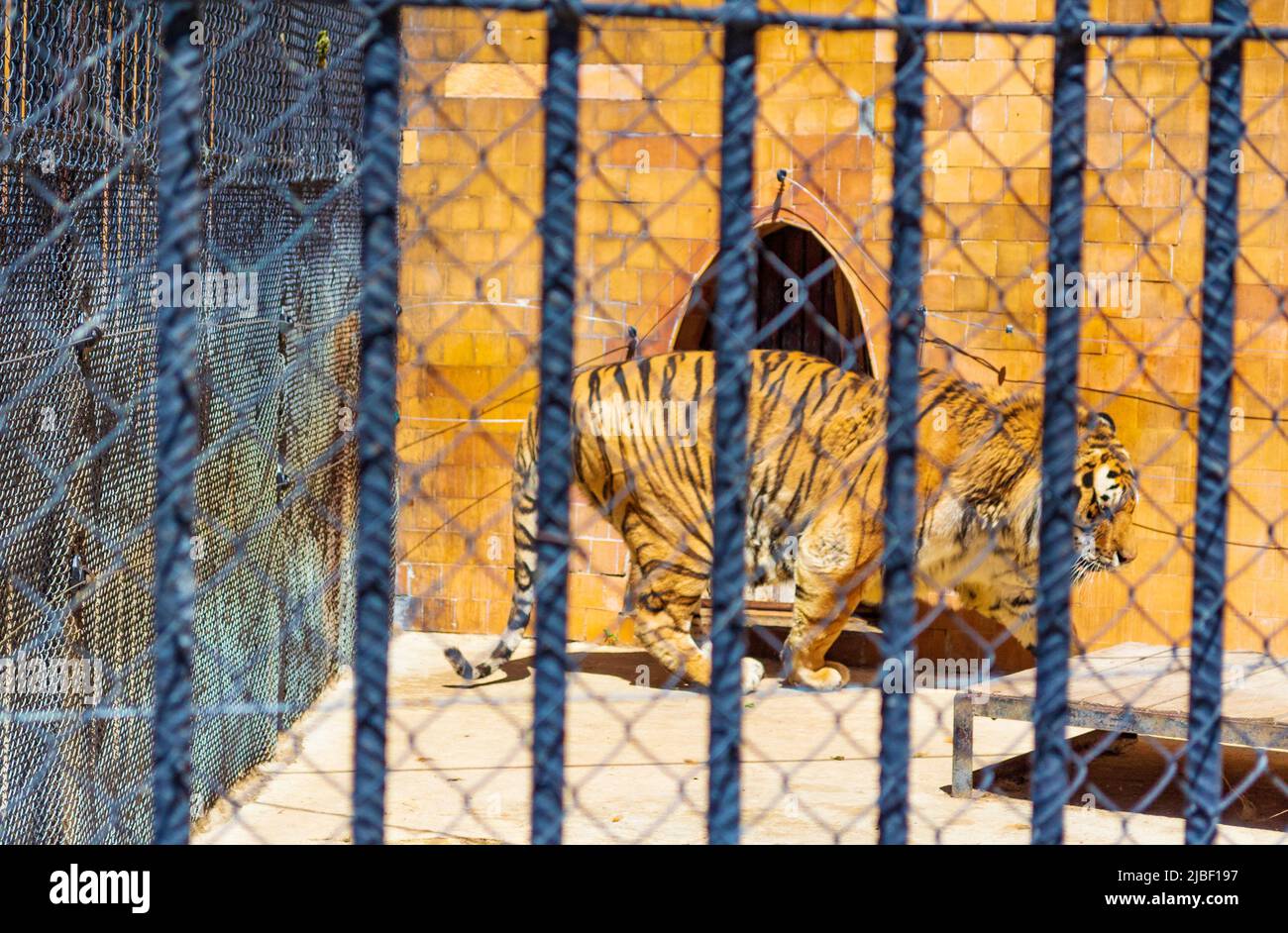 Tiger at the Zoo in Seaside Park ,Varna,Bulgaria.Varna is a famous ...