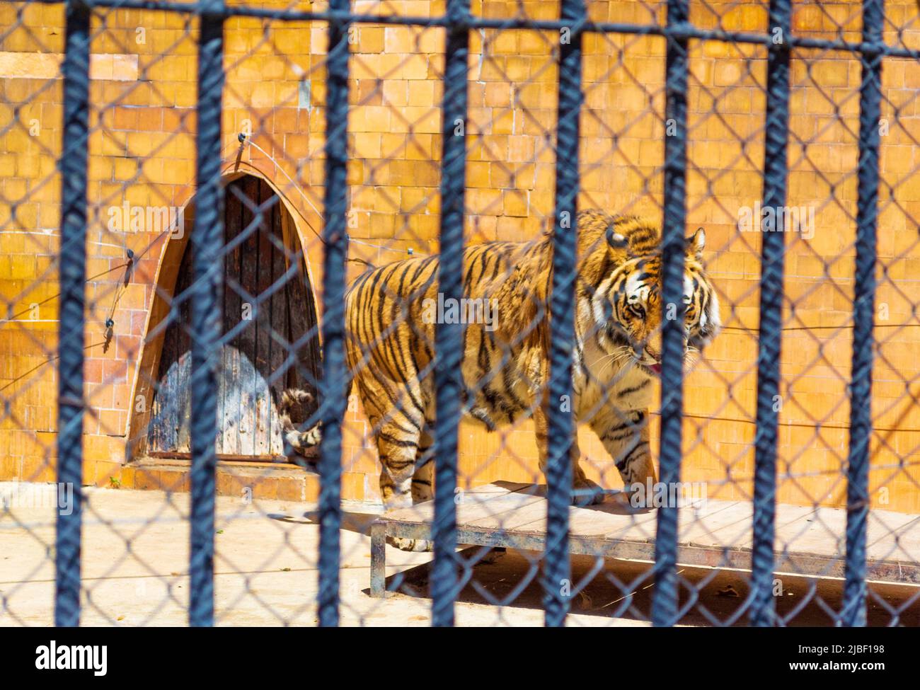 Tiger at the Zoo in Seaside Park ,Varna,Bulgaria.Varna is a famous ...