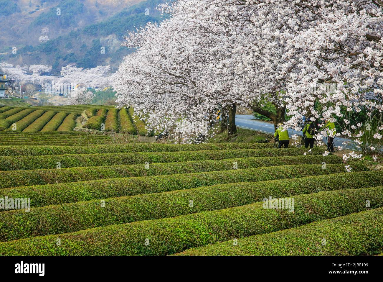 White Cherry Blossom Lane