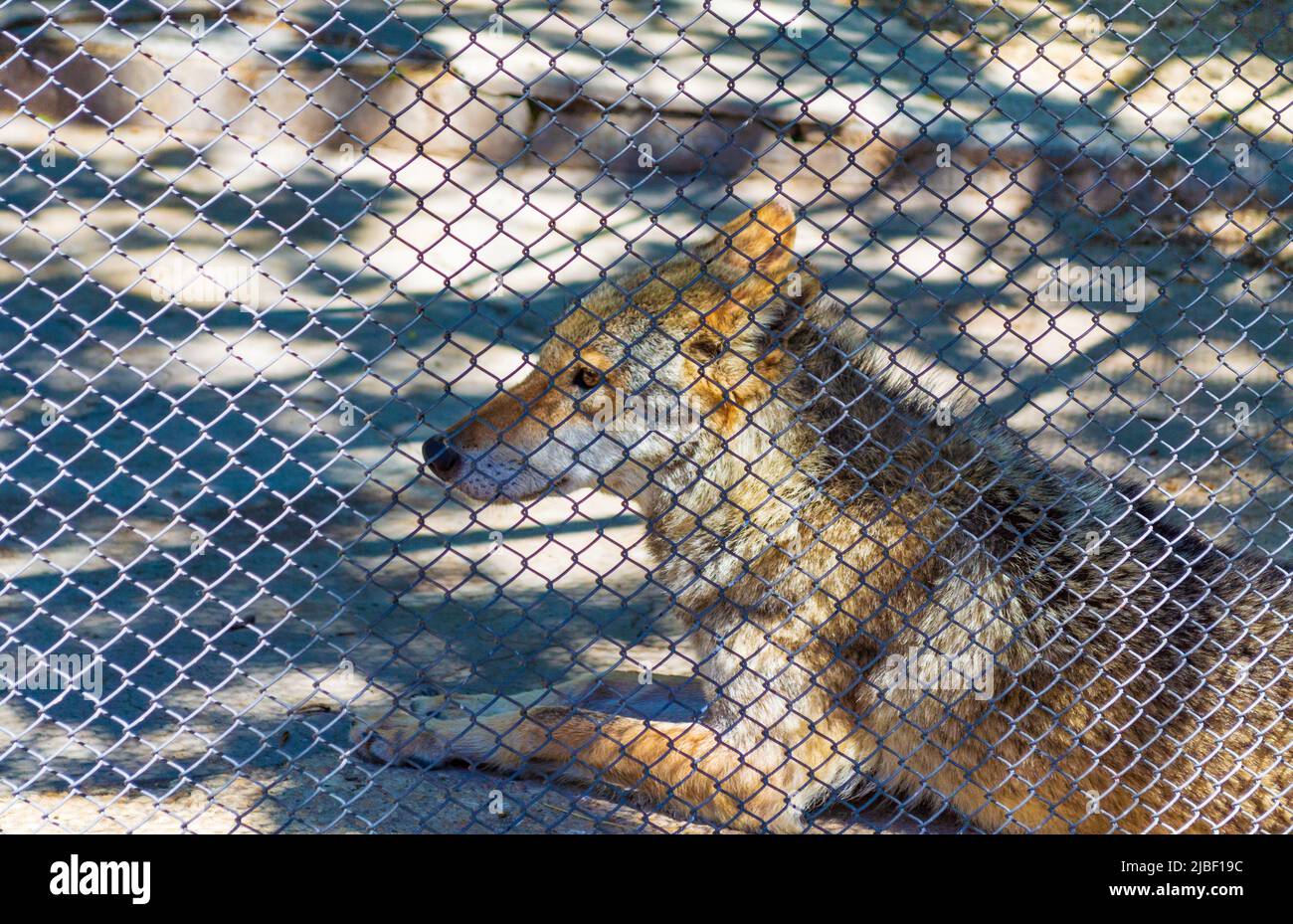 Wolf at the Zoo in Seaside Park ,Varna,Bulgaria.Varna is a famous ...