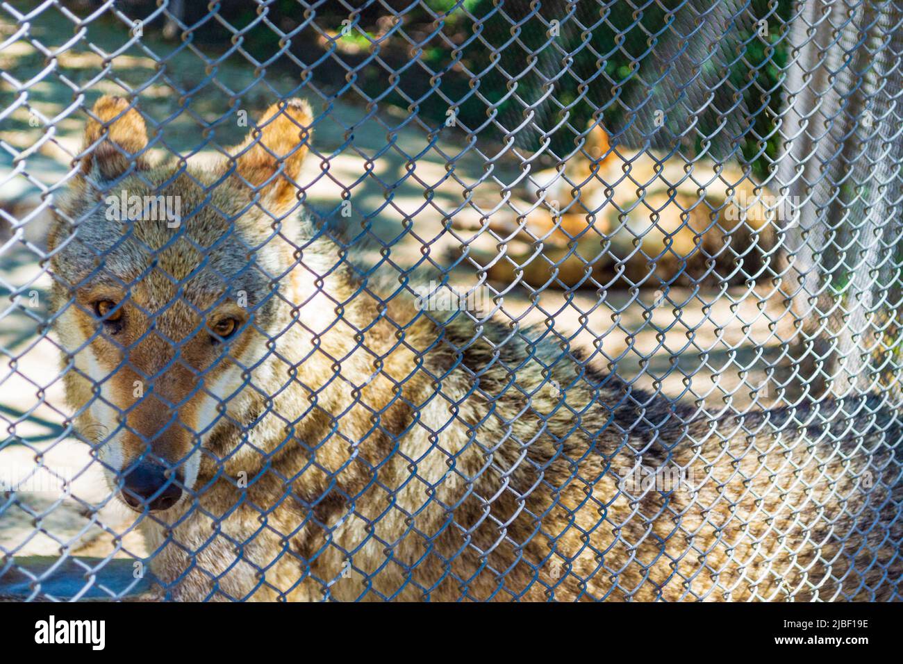 Wolf at the Zoo in Seaside Park ,Varna,Bulgaria.Varna is a famous ...