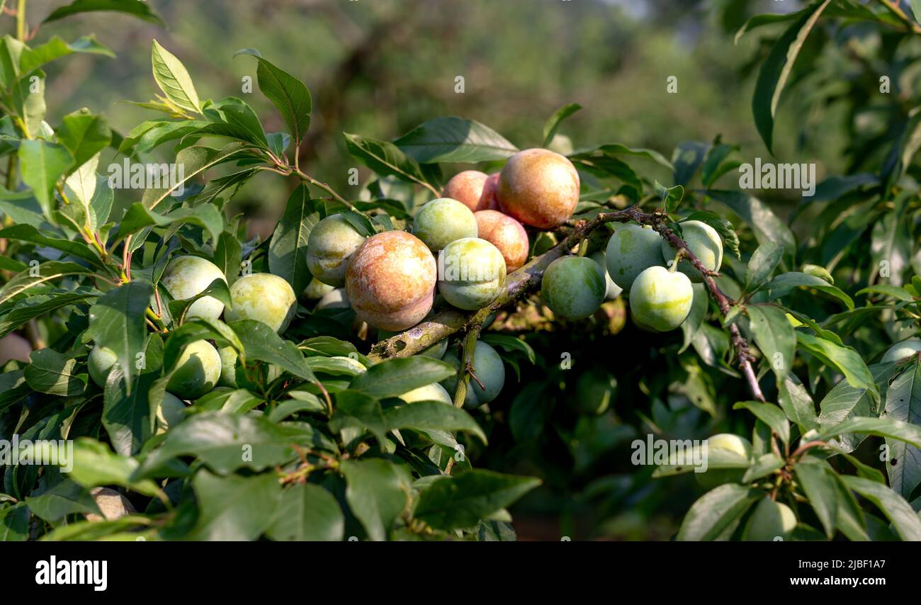Ripe blue plums in huge plum garden Stock Photo - Alamy