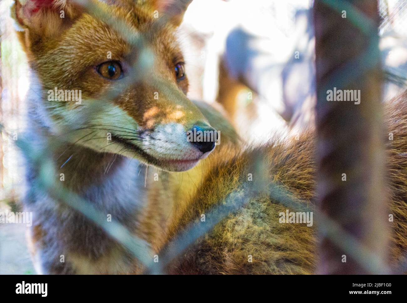 Fox at the Zoo in Seaside Park ,Varna,Bulgaria.Varna is a famous ...