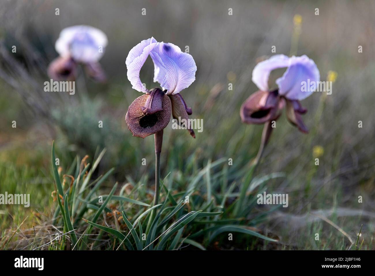 Georgian iris, Iris iberica growing in the wild, Georgia Stock Photo ...