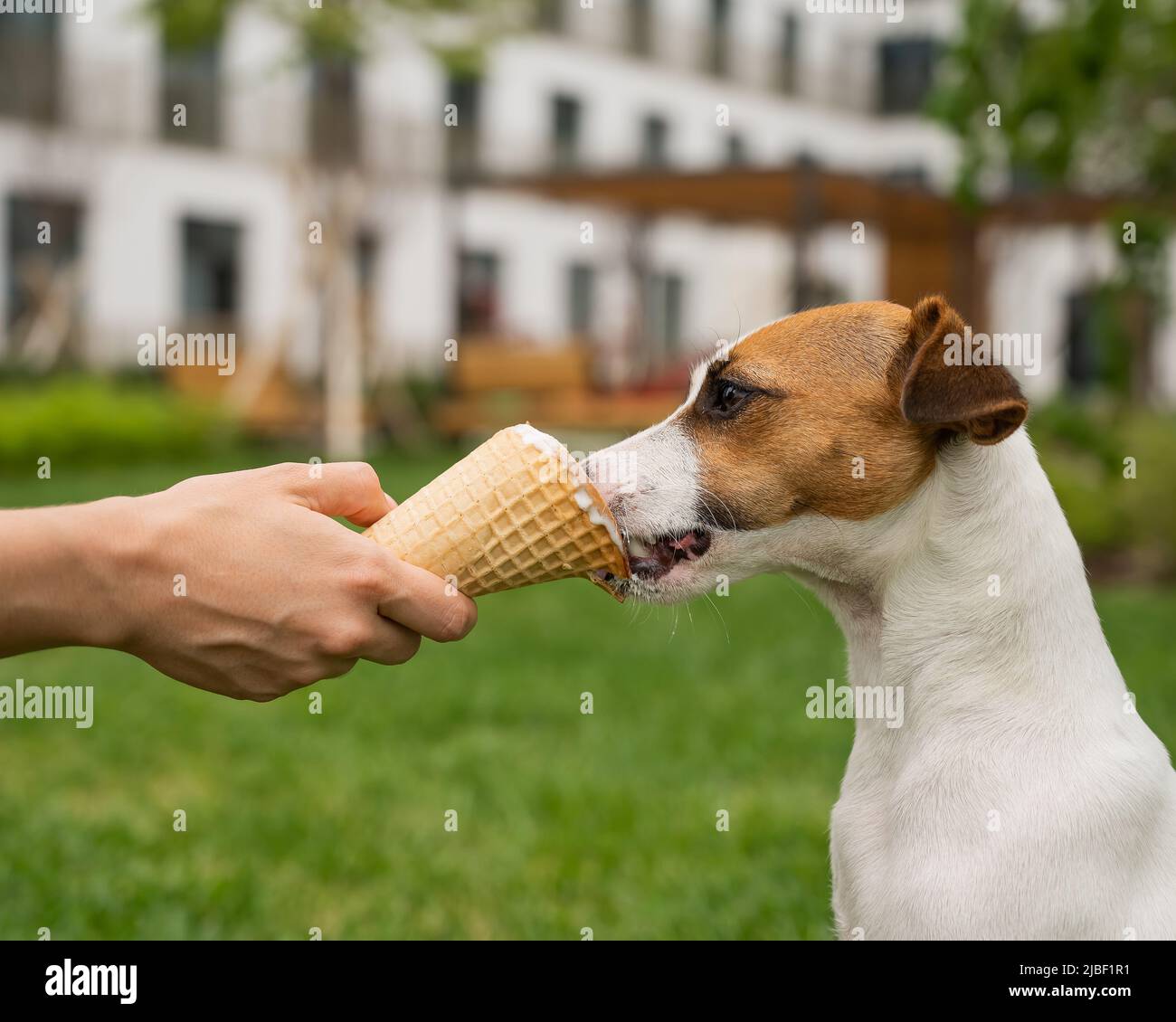 Jack russell eating ice cream hi-res stock photography and images - Alamy