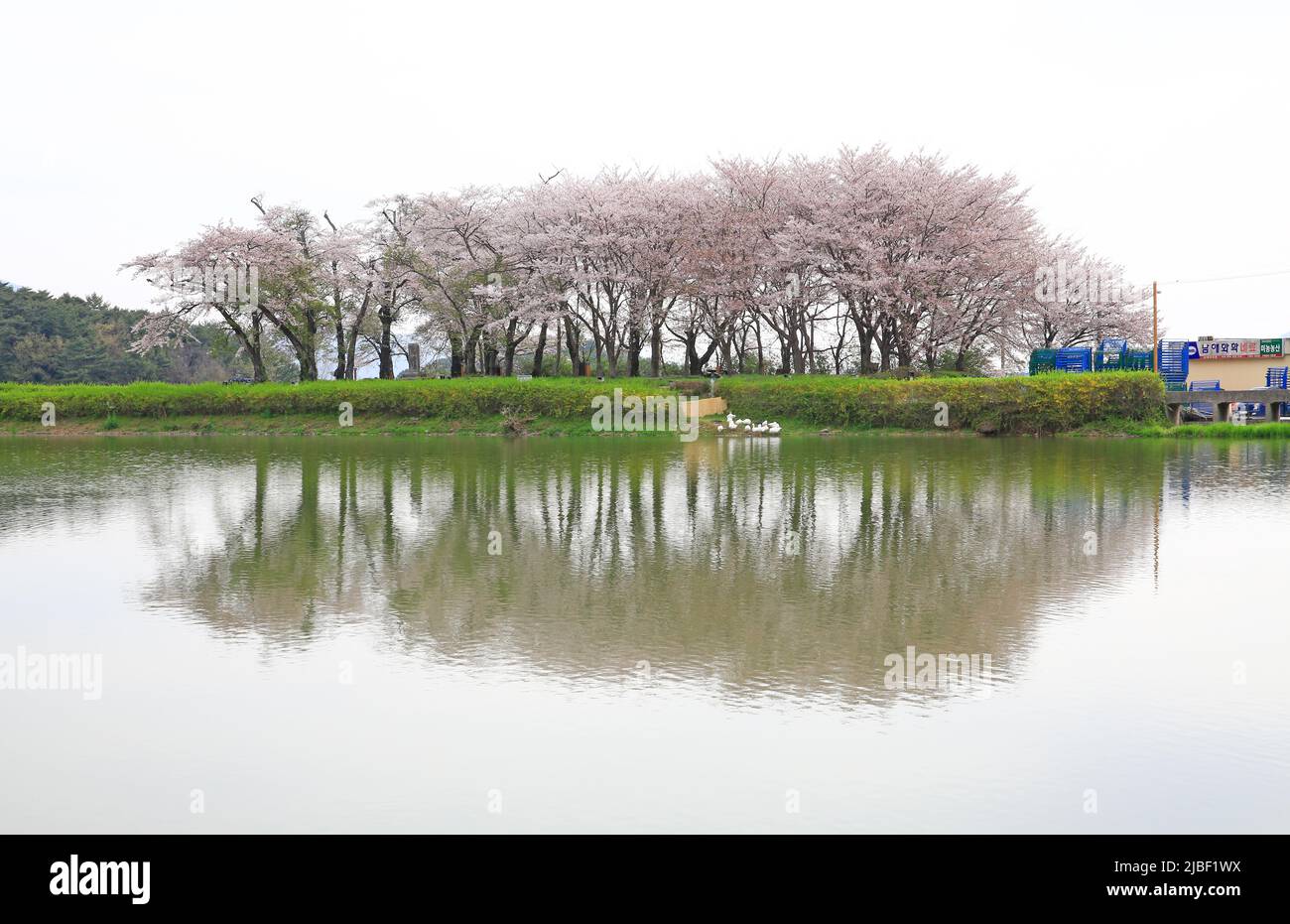 White cherry blossom trees on a calm lake shore Stock Photo - Alamy