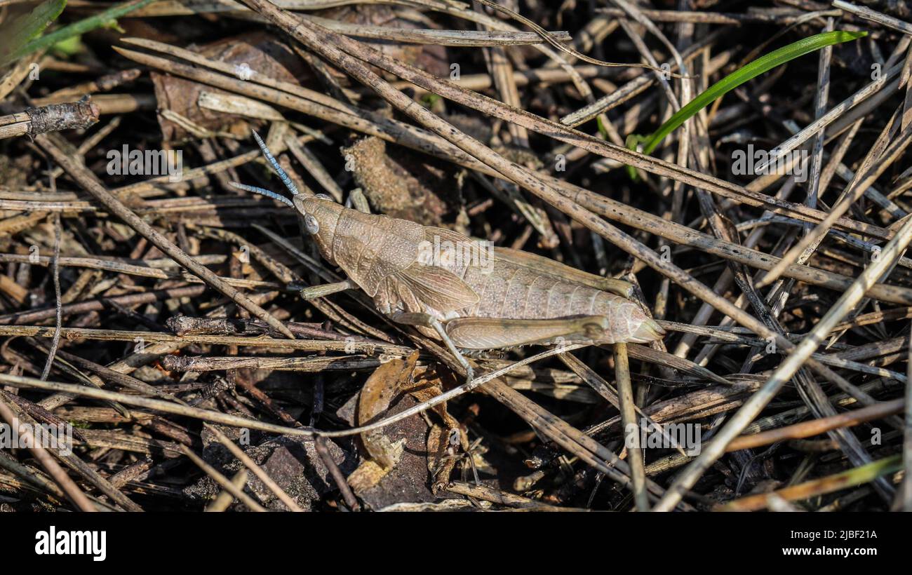 Brown adult female of rare and endemic locust Pyrgomorphella serbica at ...