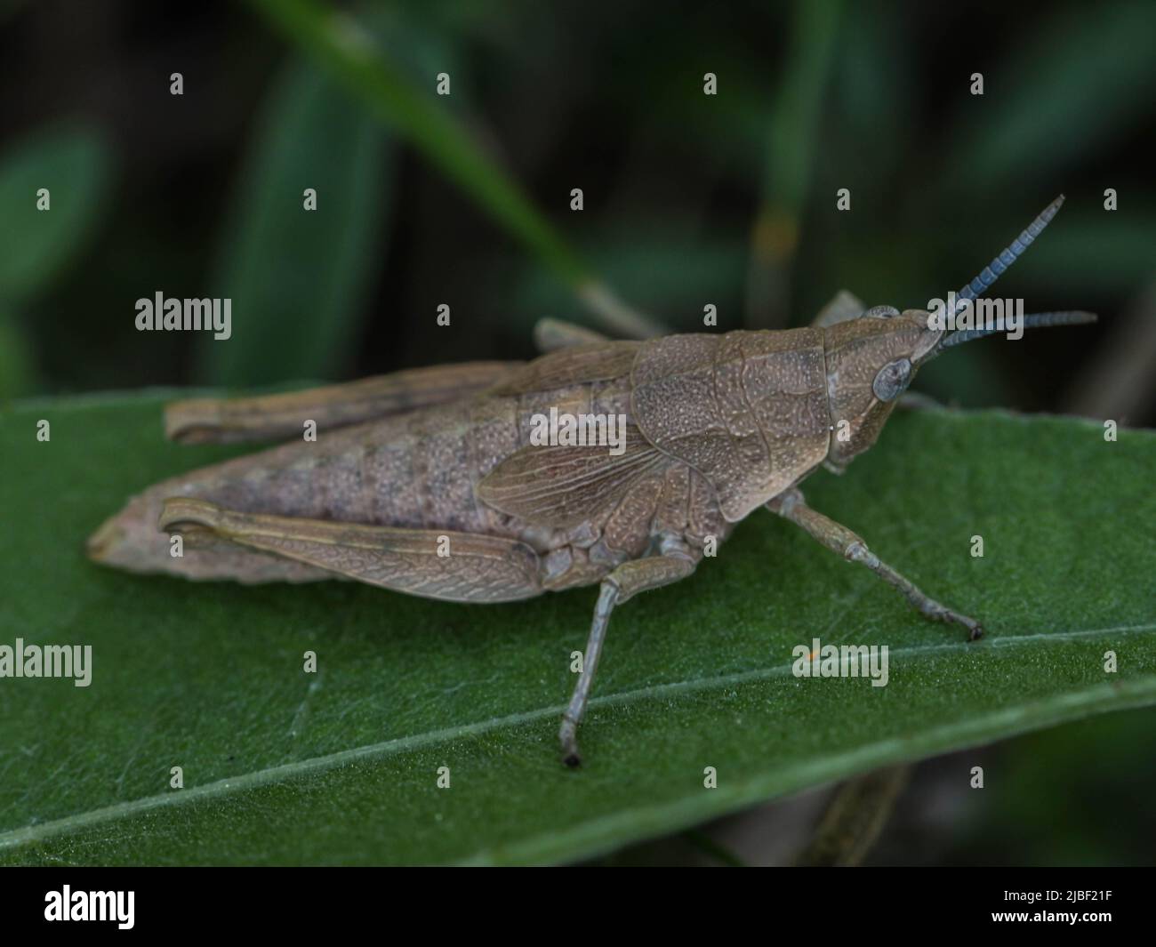 Brown adult female of rare and endemic locust Pyrgomorphella serbica at ...