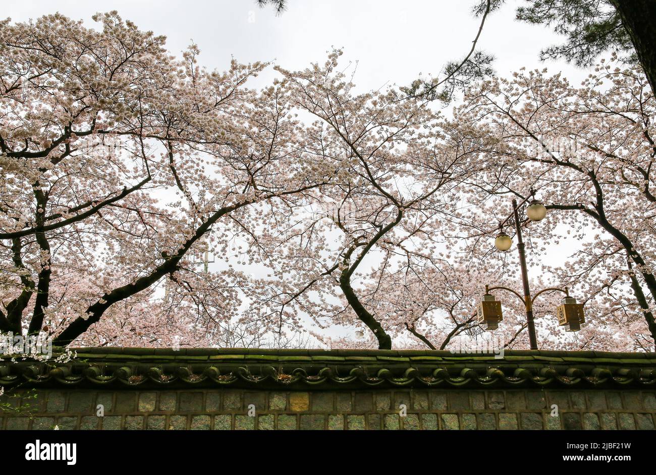 The spring scenery of Gyeongju Daeneungwon in full bloom Stock Photo ...