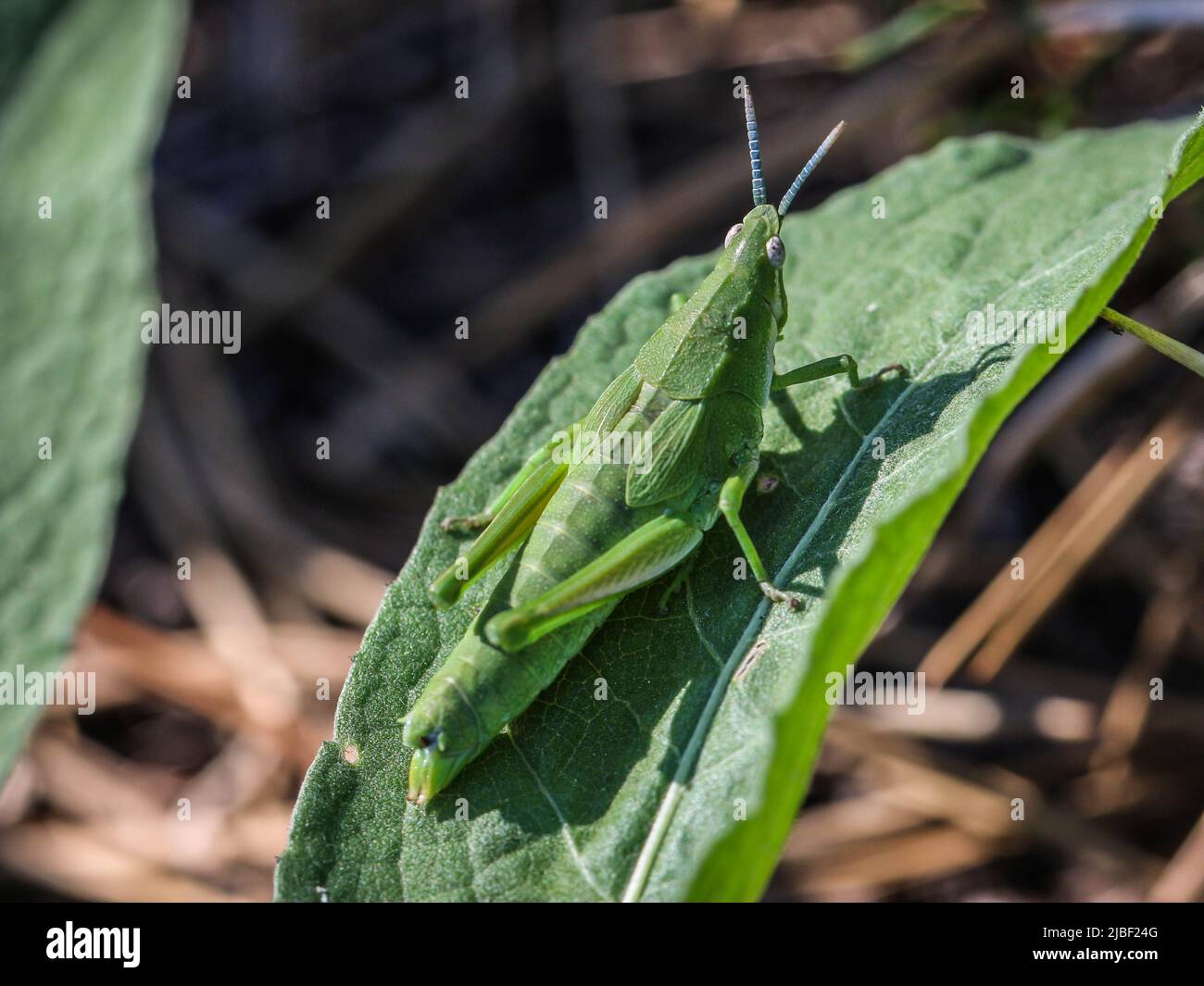 Green adult female of endemic locust Pyrgomorphella serbica on mount ...