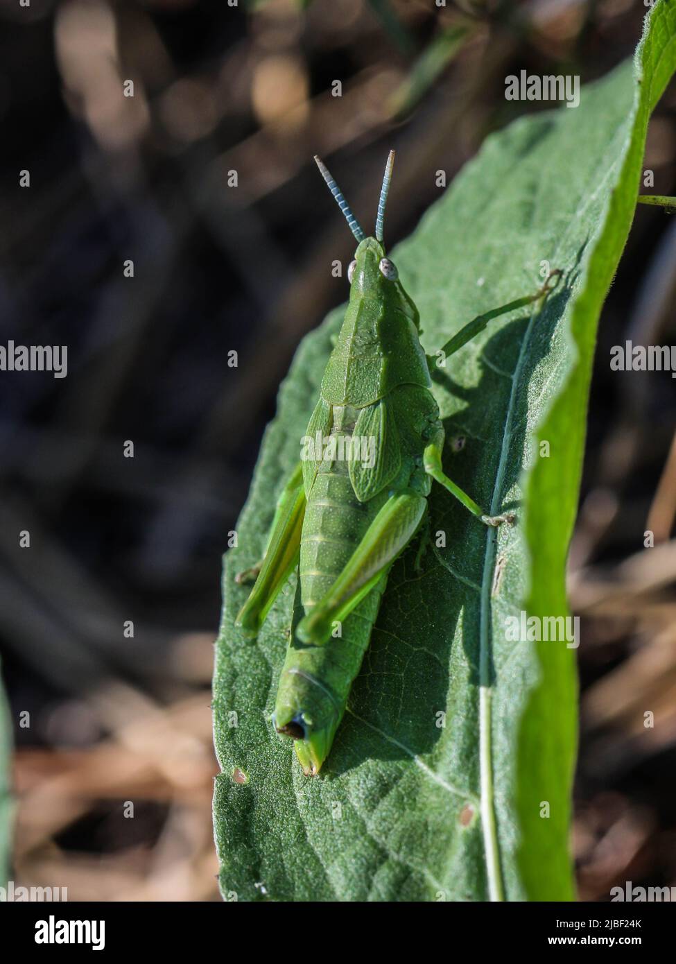 Green adult female of endemic locust Pyrgomorphella serbica on mount ...