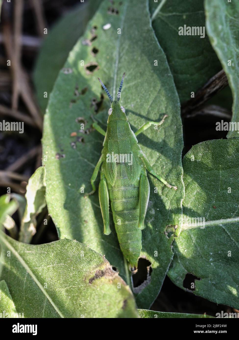 Green adult female of endemic locust Pyrgomorphella serbica on mount ...