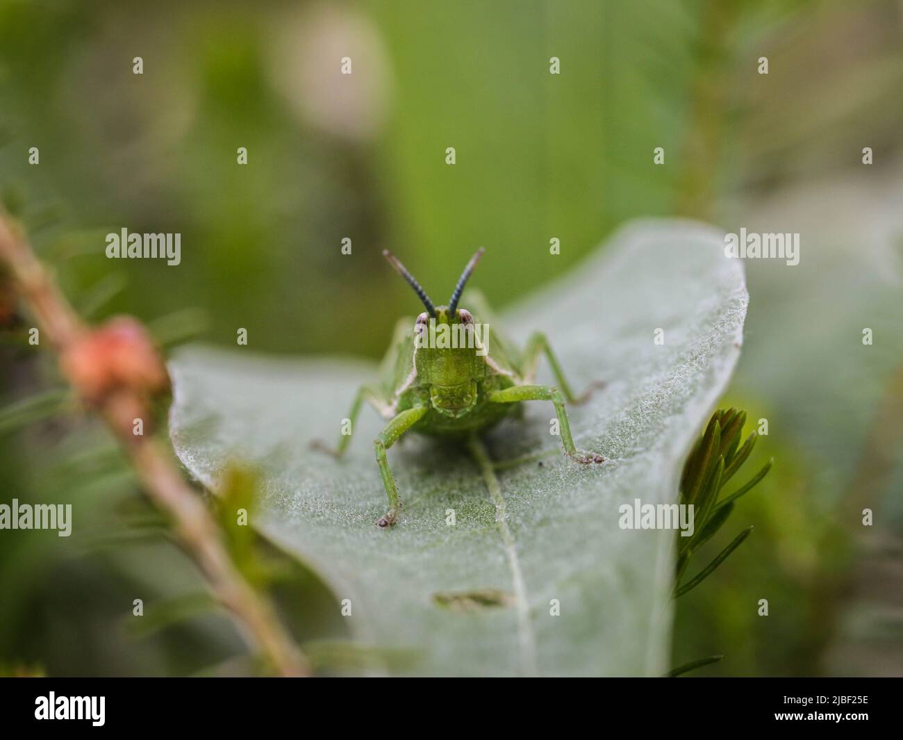 Green adult female of endemic locust Pyrgomorphella serbica on mount ...