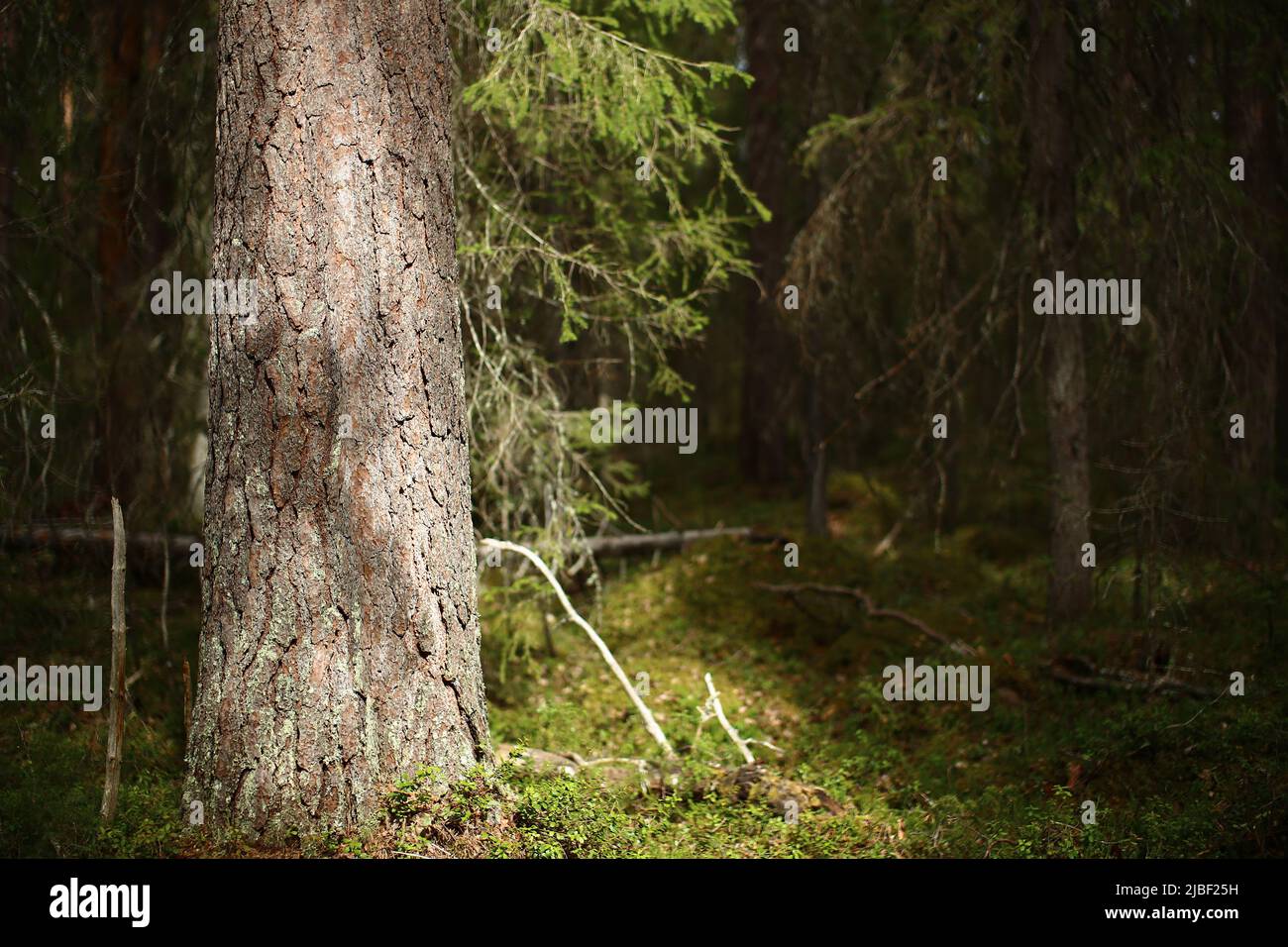 Trunk of a spruce in a dense forest with light and shadow Stock Photo ...