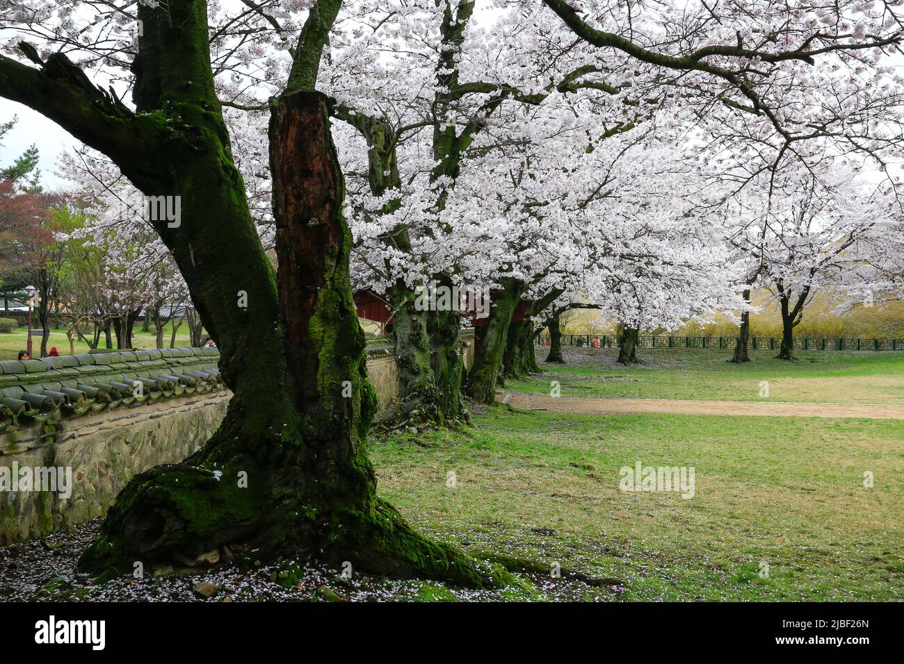 Gyeongju attractions hi-res stock photography and images - Alamy
