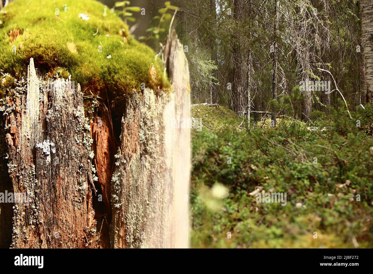 Unique shot of a nature reserve in Sweden, through a split field lens ...