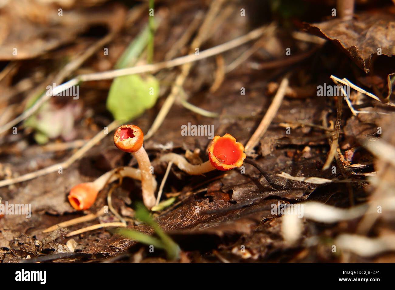 Microstoma protractum hi-res stock photography and images - Alamy