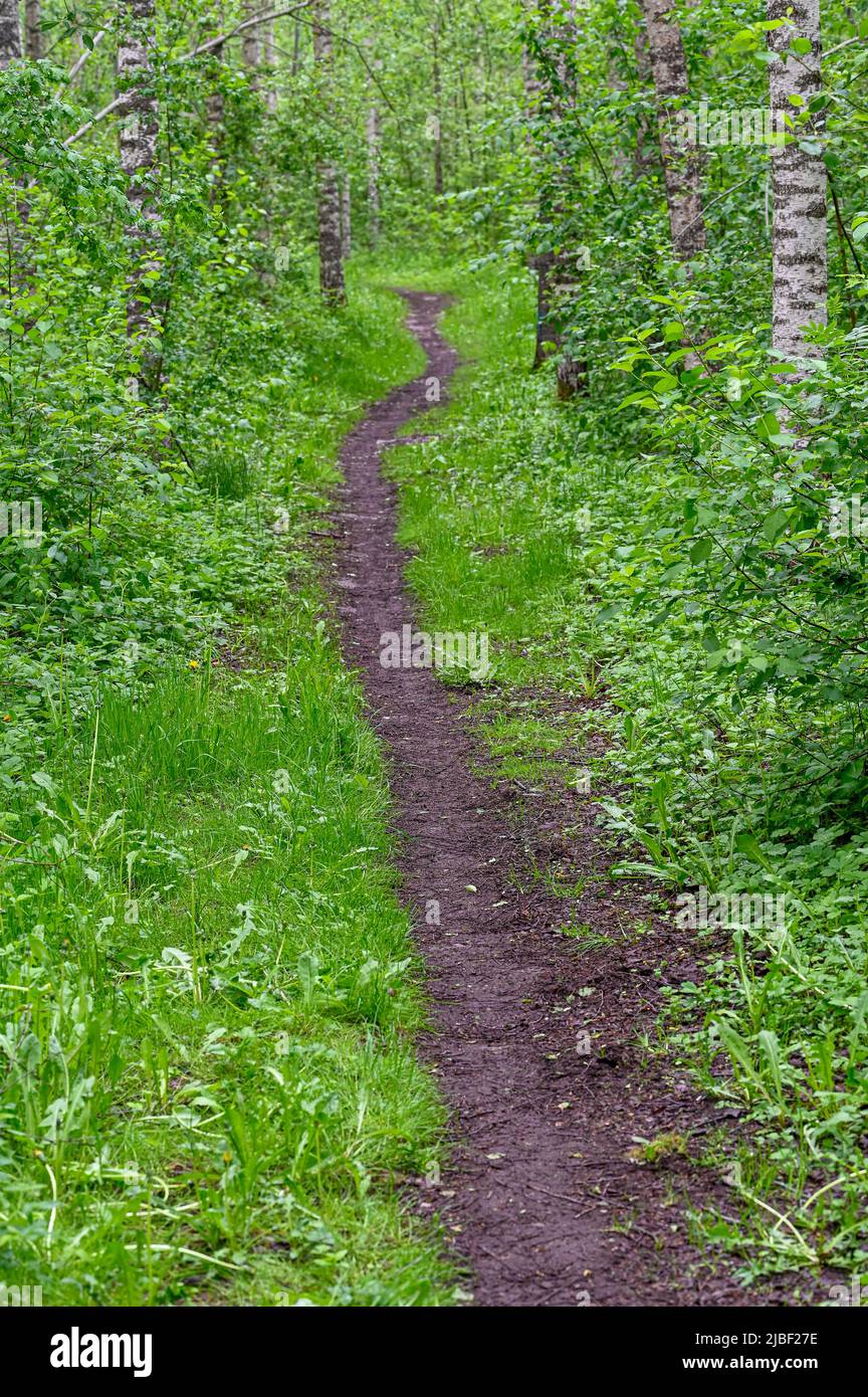 Trail through birch forest hi-res stock photography and images - Alamy