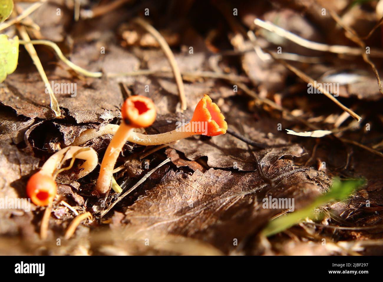 A group of Microstoma protractum fungi growing on the forest ground ...
