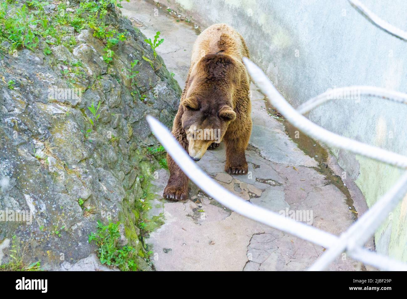 Bear at the Zoo in Seaside Park ,Varna,Bulgaria.Varna is a famous ...