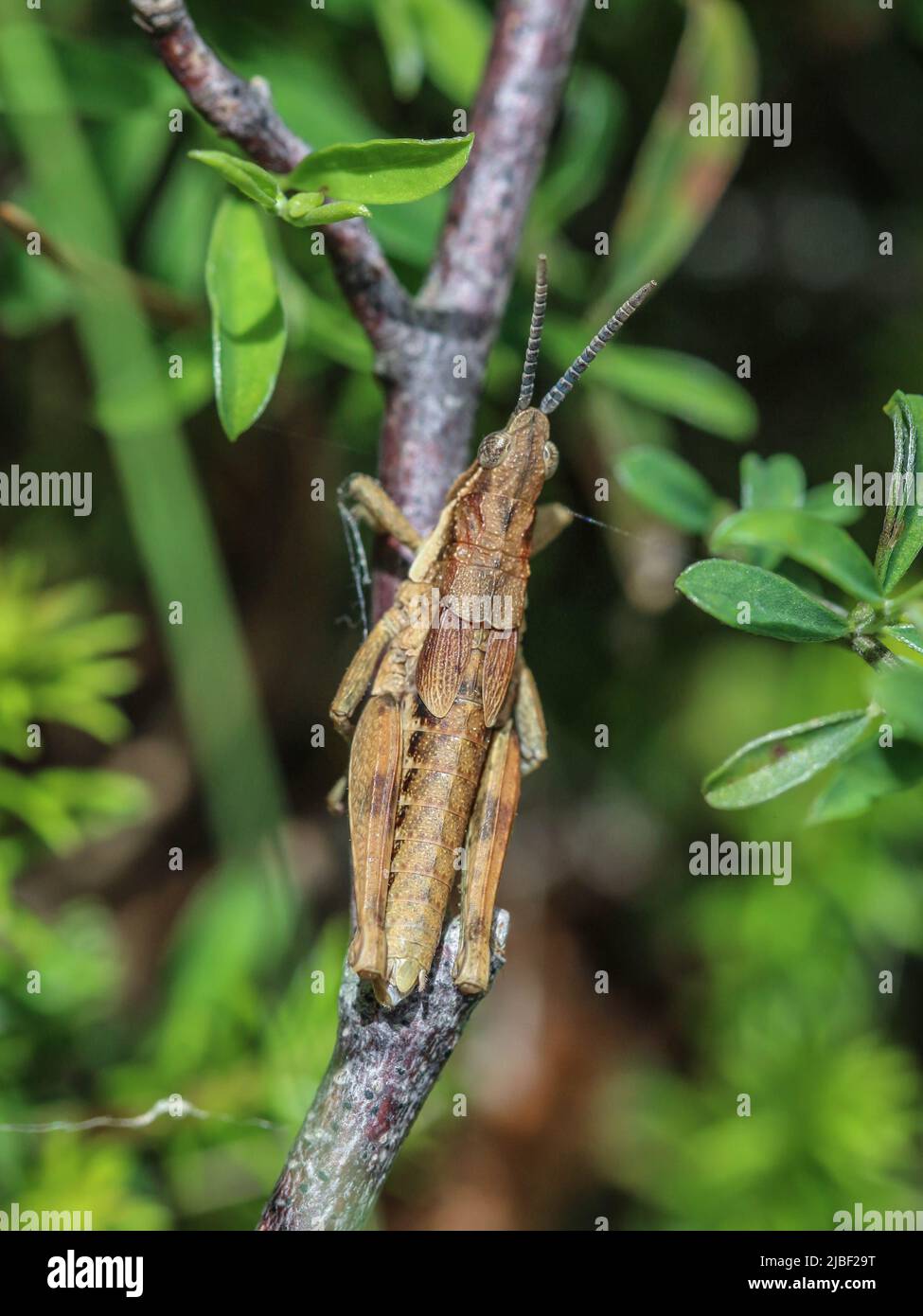 Male of rare and endemic locust Pyrgomorphella serbica at Mt Tara in ...