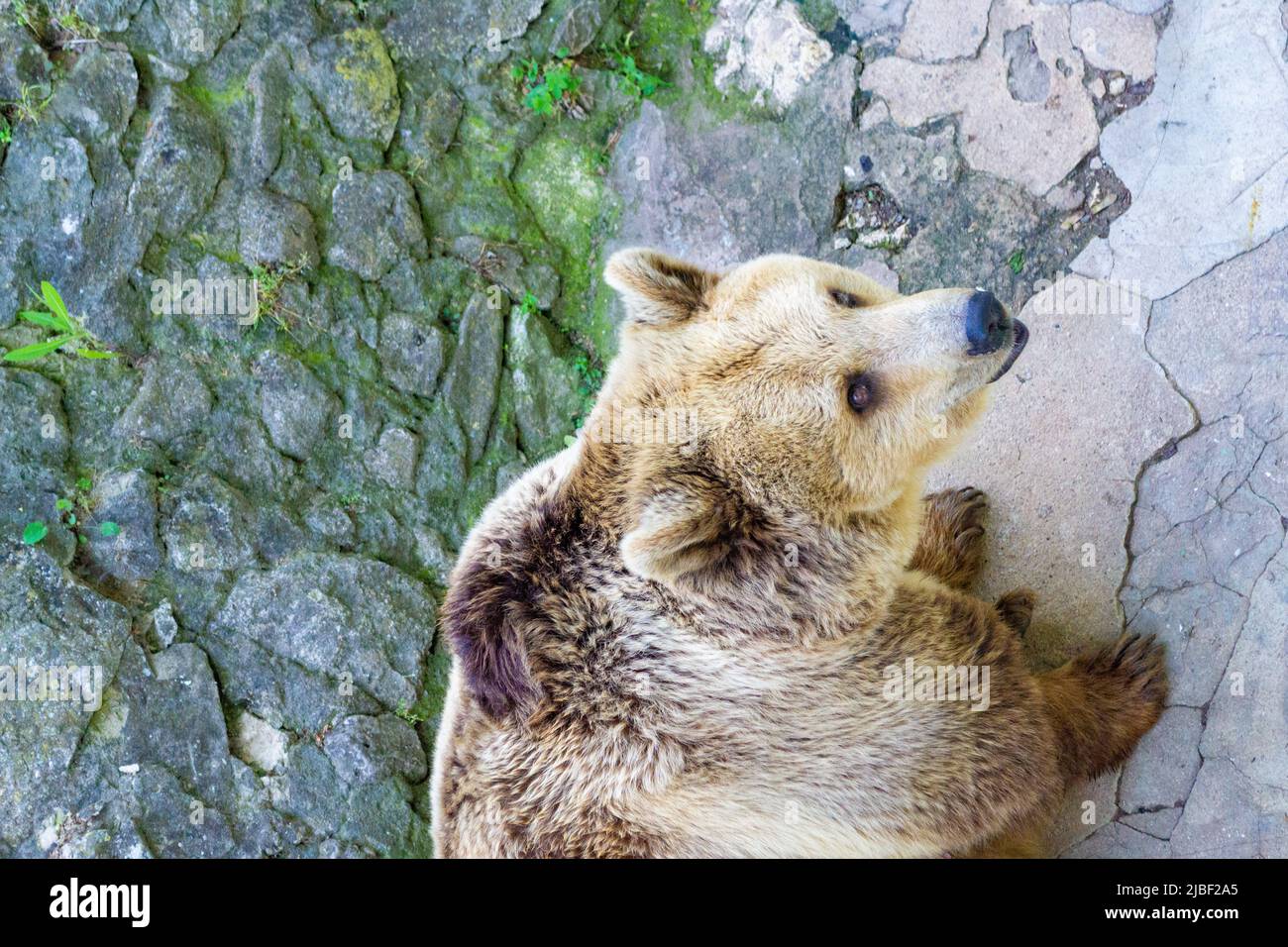 Bear at the Zoo in Seaside Park ,Varna,Bulgaria.Varna is a famous ...
