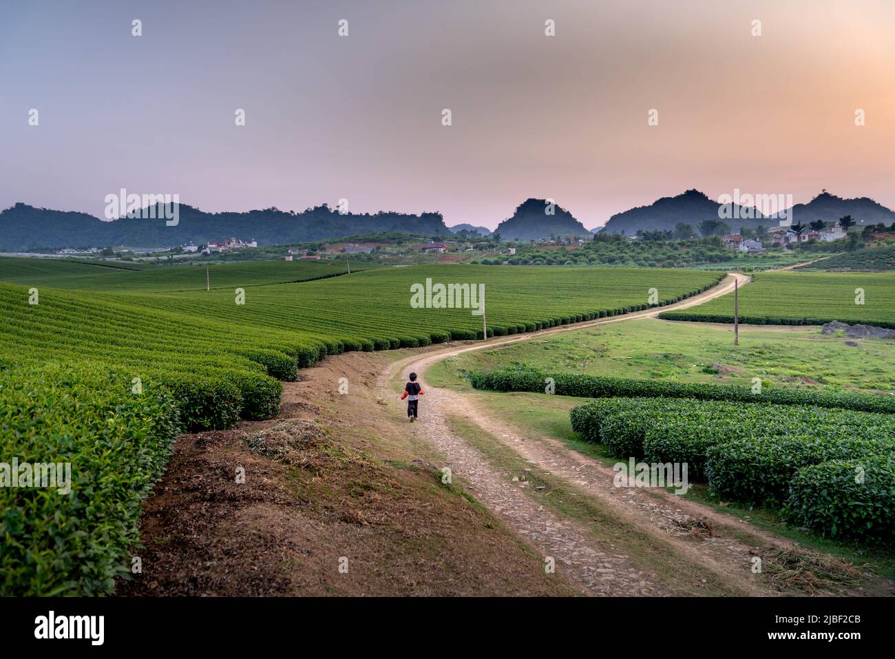 Tea Farm, Moc Chau District, Son La Province, Vietnam - May 5, 2022 ...