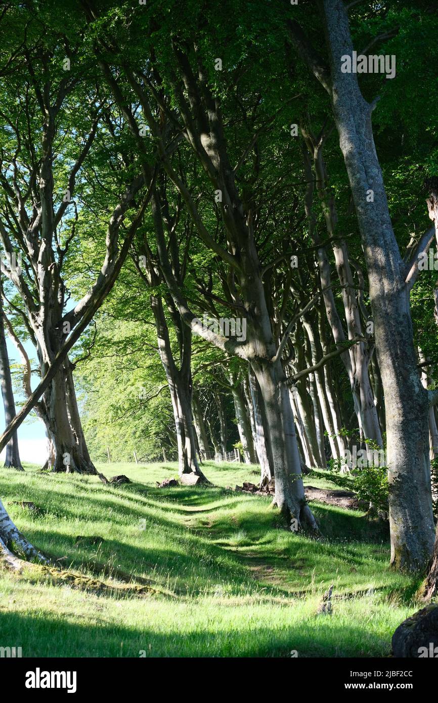 Path through woods with tall trees Stock Photo - Alamy