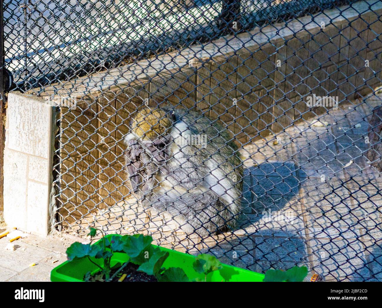 monkeys Bear at the Zoo in Seaside Park ,Varna,Bulgaria.Varna is a ...