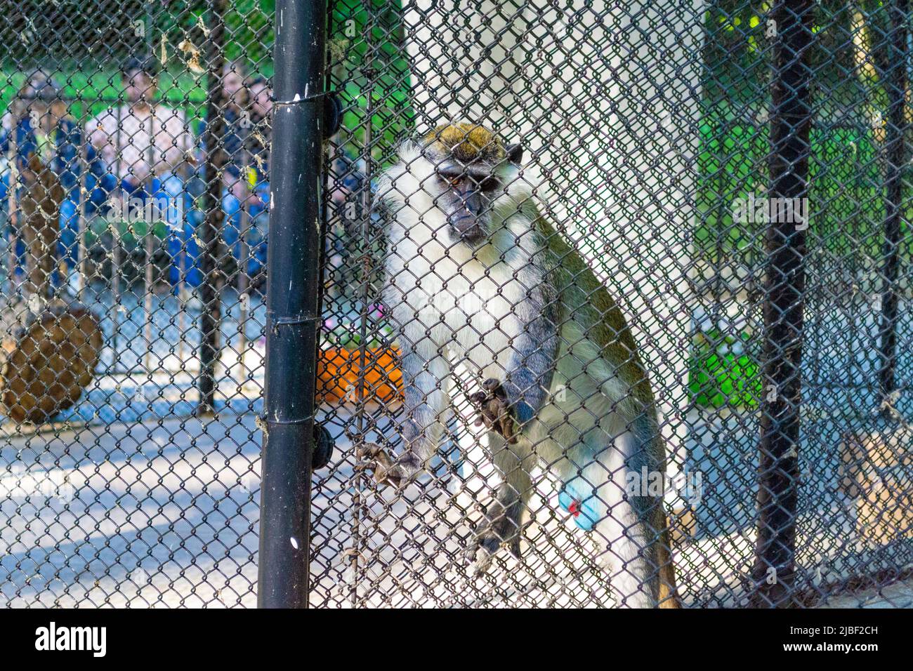monkey at the Zoo in Seaside Park ,Varna,Bulgaria.Varna is a famous ...