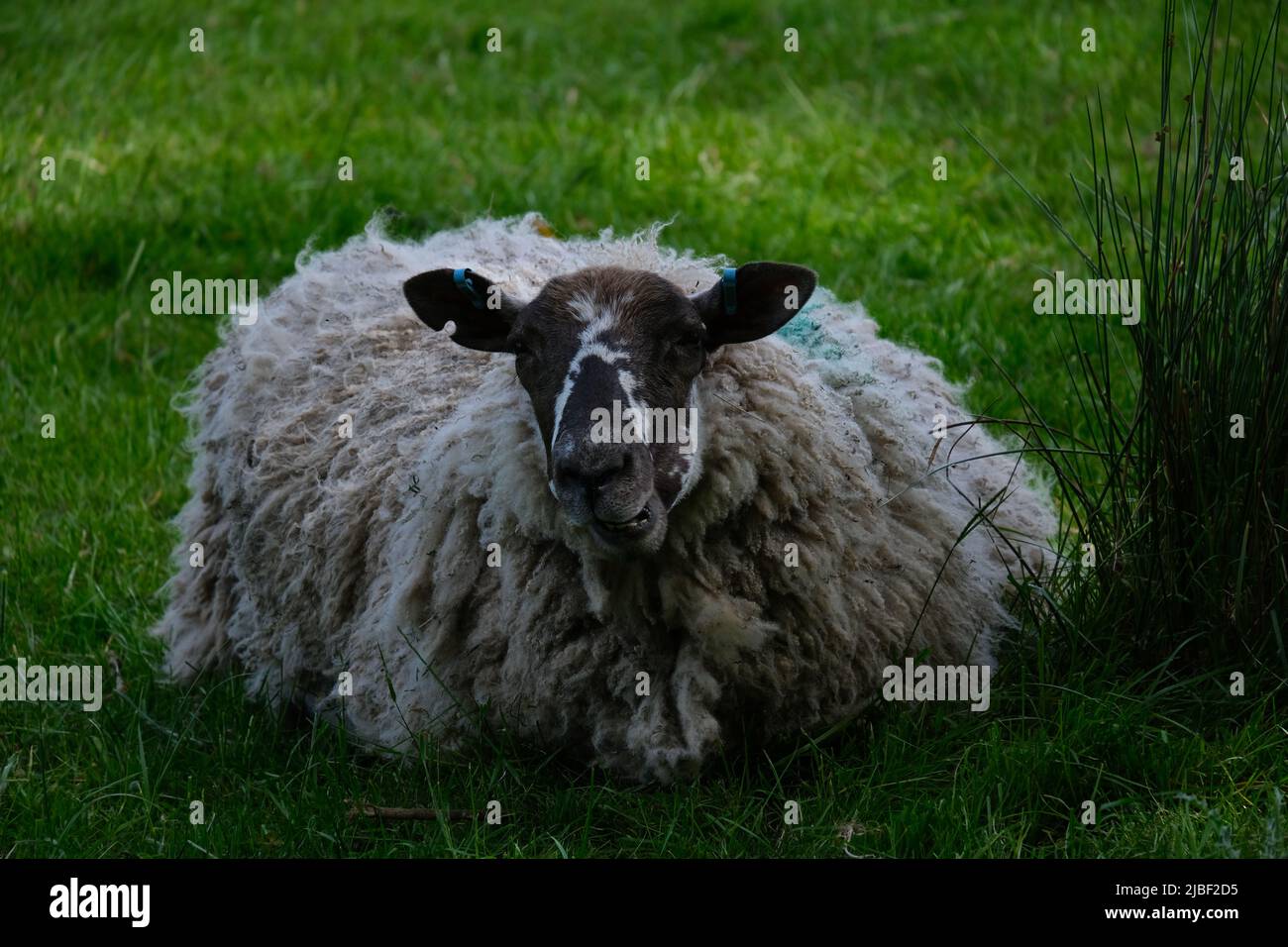 Sheep lying in a field eating grass Stock Photo - Alamy