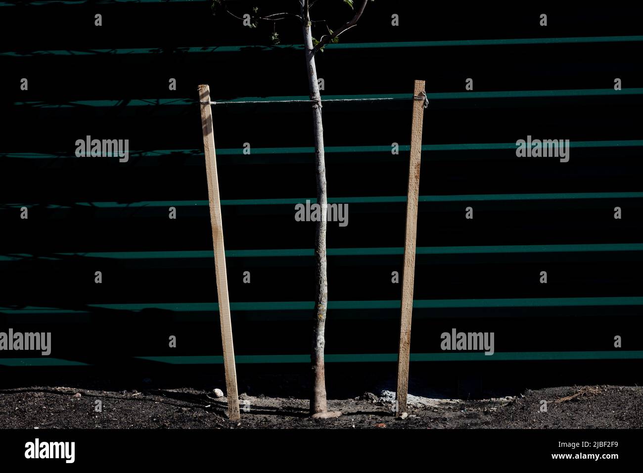 young sapling with wooden stakes. gardening. Planting trees season ...