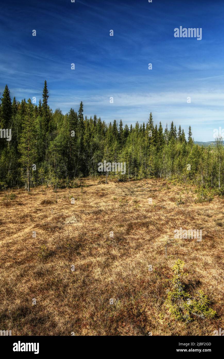 Bog and forest in a nature reserve in Swedish lapland Stock Photo - Alamy