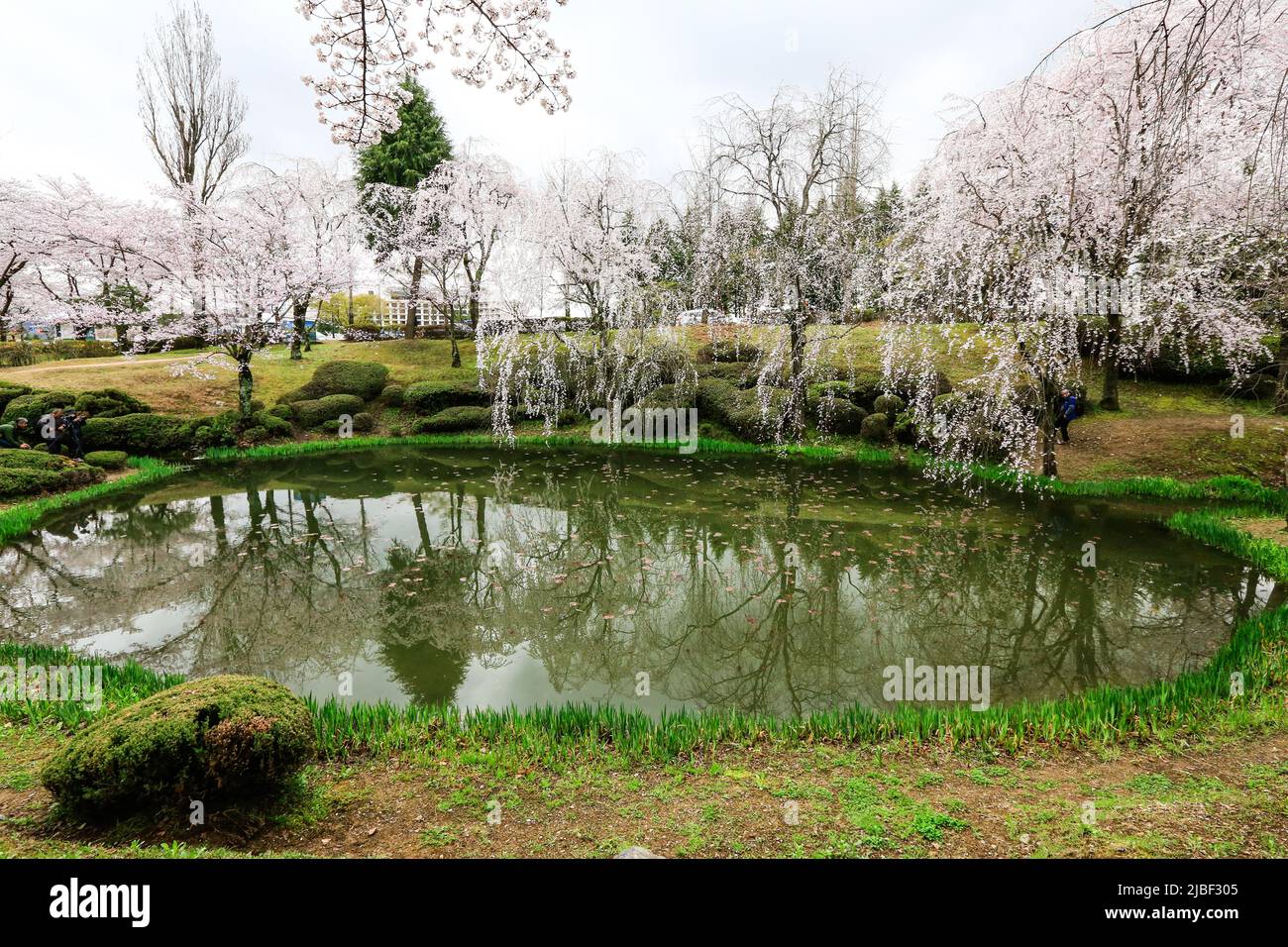 The spring scenery of Gyeongju Bomunjeong with white cherry blossoms in ...