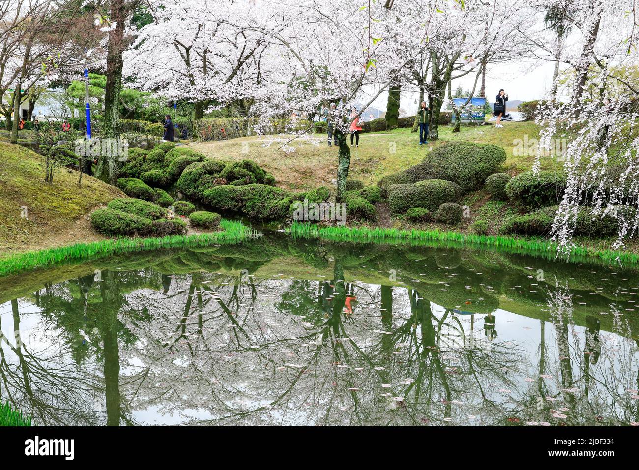 The spring scenery of Gyeongju Bomunjeong with white cherry blossoms in ...