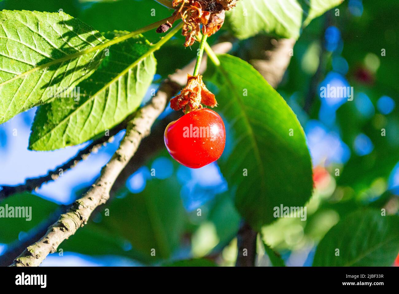 ripe cherry on the tree in an orchard Stock Photo - Alamy