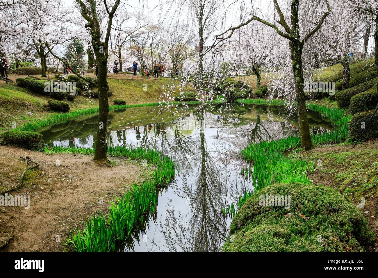 The spring scenery of Gyeongju Bomunjeong with white cherry blossoms in ...