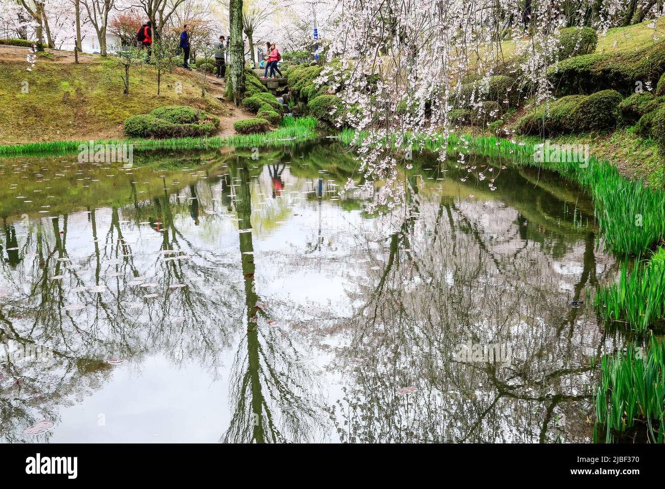 The spring scenery of Gyeongju Bomunjeong with white cherry blossoms in ...