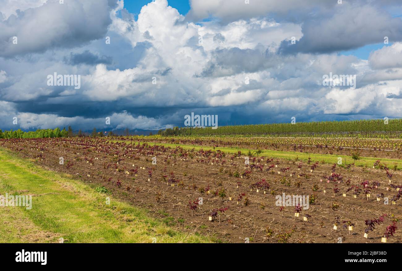 Rural landscape stormy weather and fields Oregon state Stock Photo - Alamy