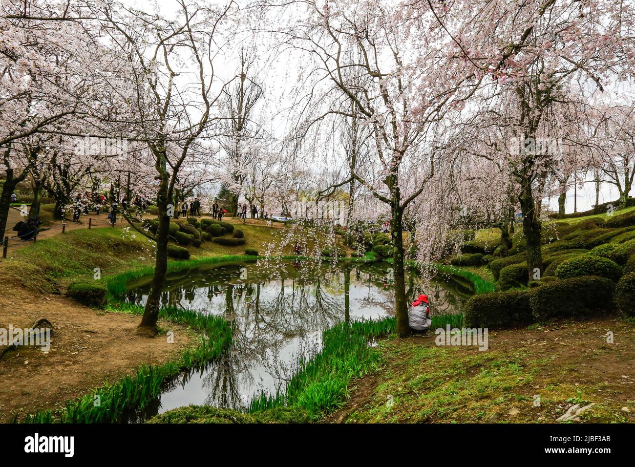The spring scenery of Gyeongju Bomunjeong with white cherry blossoms in ...