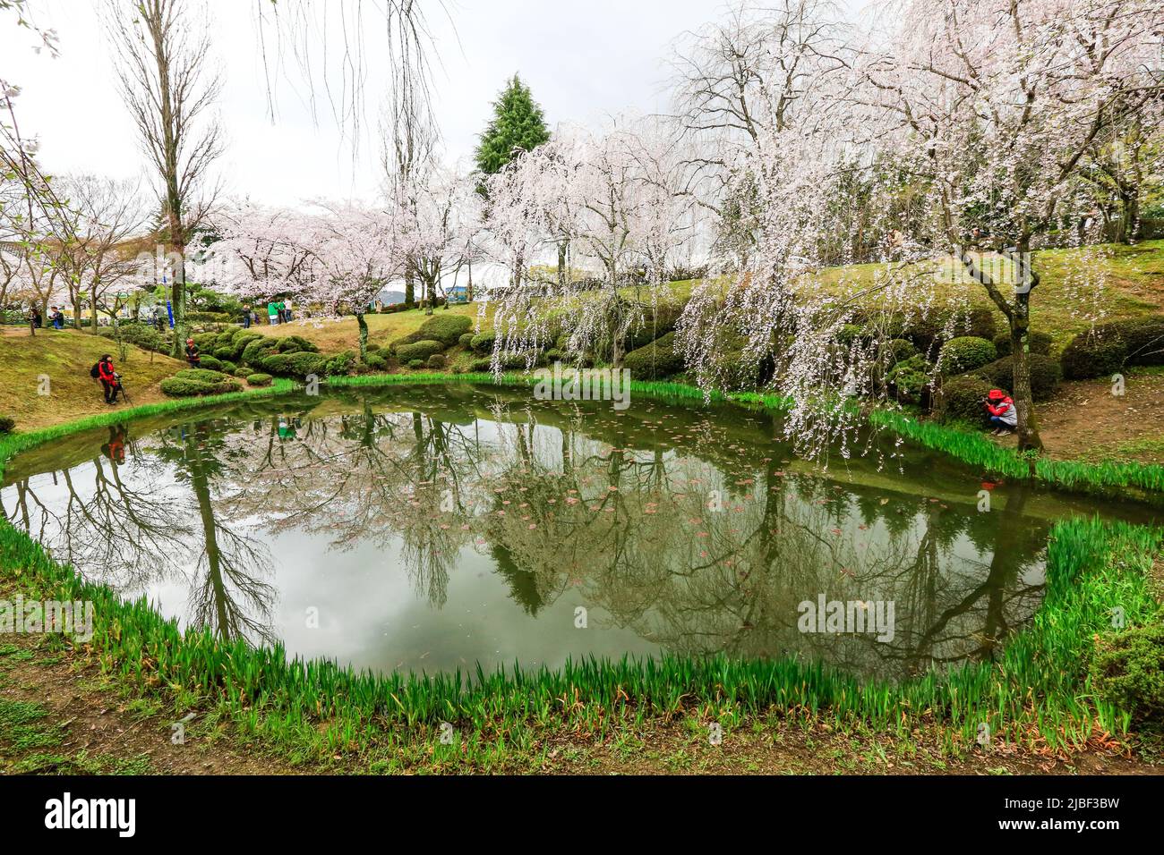 The spring scenery of Gyeongju Bomunjeong with white cherry blossoms in ...