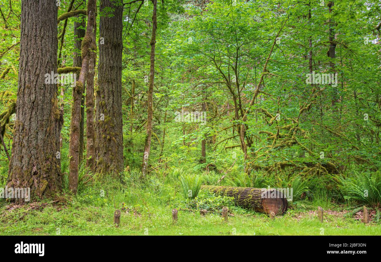 Green lush grass trees and fauna hi-res stock photography and images ...
