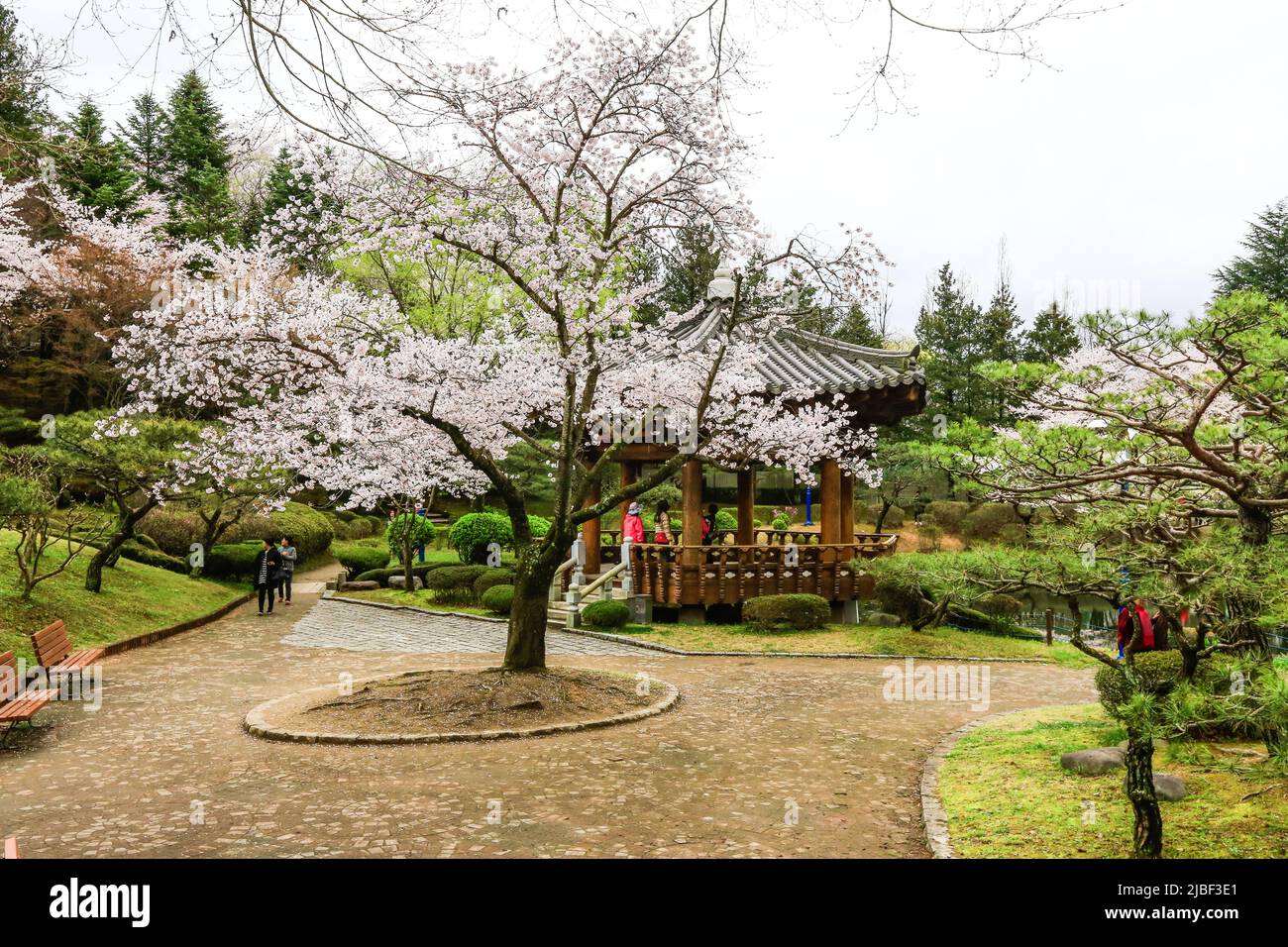 The spring scenery of Gyeongju Bomunjeong with white cherry blossoms in ...