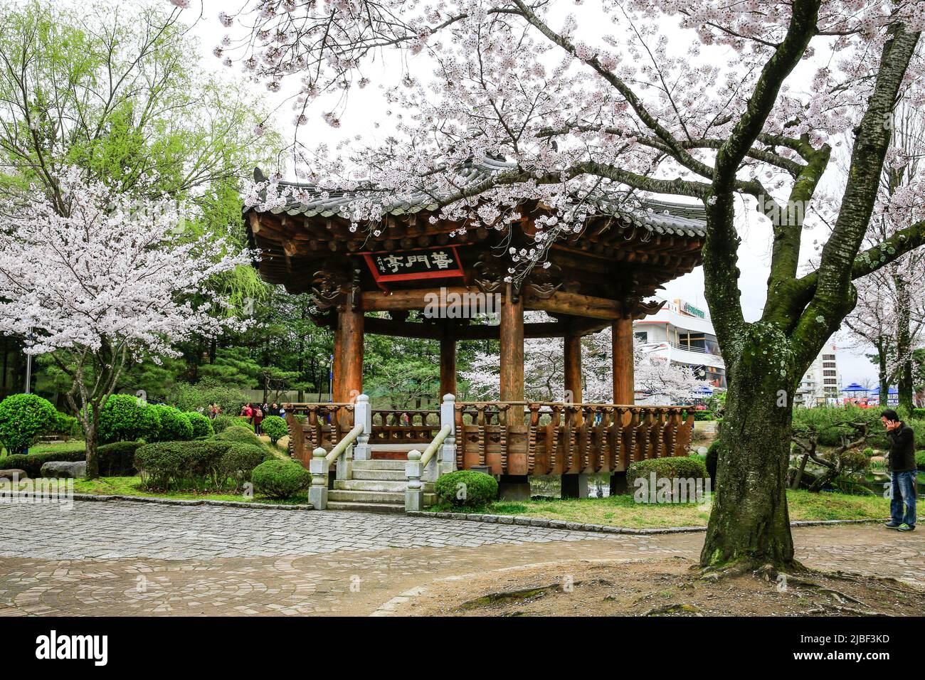 The spring scenery of Gyeongju Bomunjeong with white cherry blossoms in ...