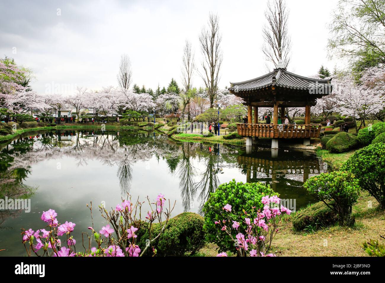The spring scenery of Gyeongju Bomunjeong with white cherry blossoms in ...