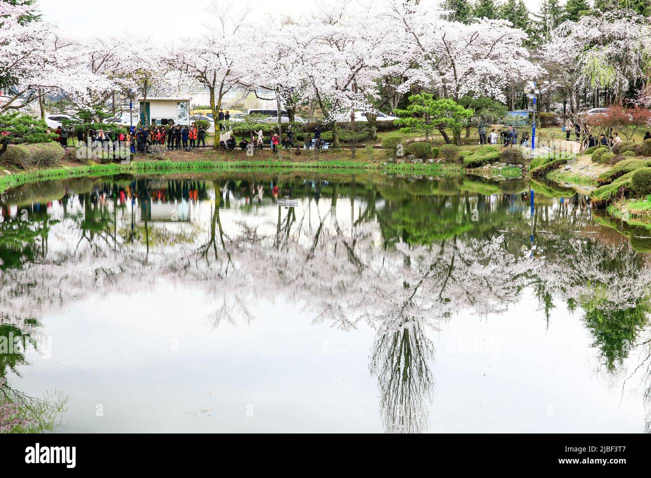 The spring scenery of Gyeongju Bomunjeong with white cherry blossoms in ...