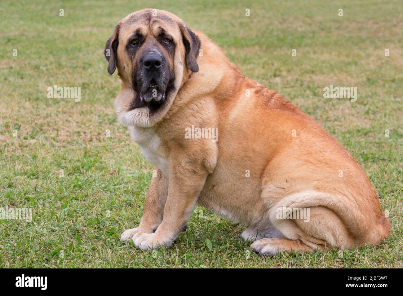 How Much Is A Spanish Mastiff